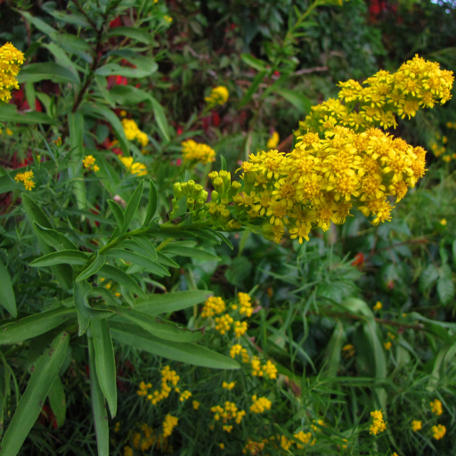 Seaside Goldenrod (Solidago Sempervirens) Plant Care & How to Grow, Water