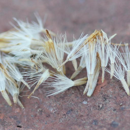 Mt. Albert Goldenrod (Solidago Simplex) Plant Care & How to Grow, Water