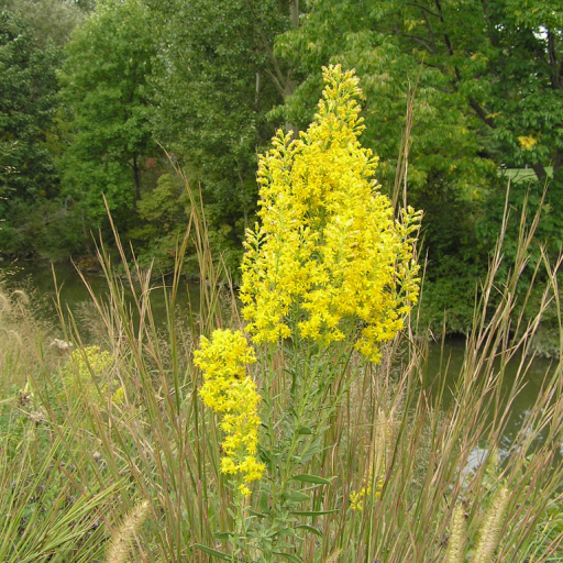 Showy Goldenrod (Solidago Speciosa) Plant Care & How to Grow, Water