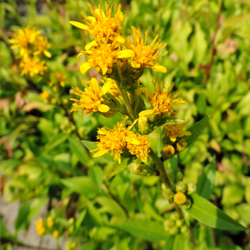 Bog Goldenrod (Solidago Uliginosa) Plant Care & How to Grow, Water