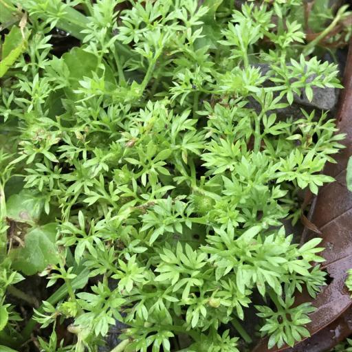 Button Burweed (Soliva Anthemifolia) Plant Care & How to Grow, Water