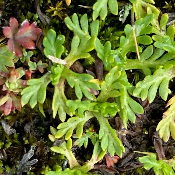 Mexican Brassbuttons (Soliva Mexicana) Plant Care & How to Grow, Water