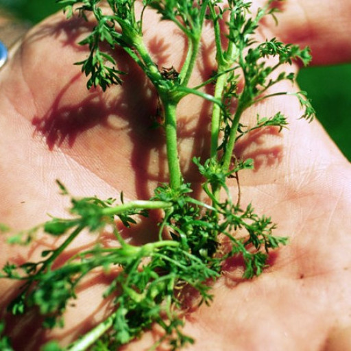 Lawn Burrweed (Soliva Sessilis) Plant Care & How to Grow, Water