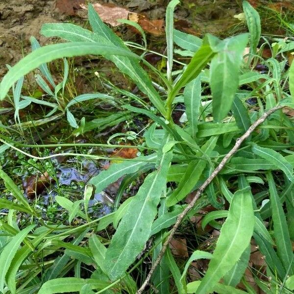 Sonchus Aquatilis Plant Care & How to Grow, Water