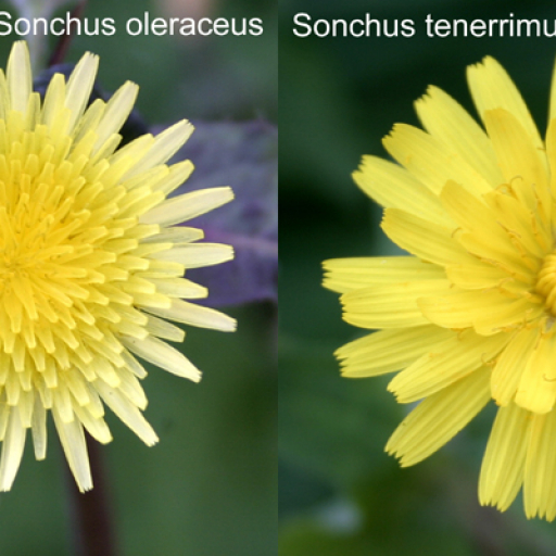 Sonchus Arboreus Plant Care & How to Grow, Water