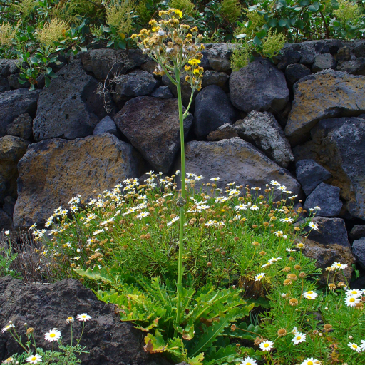 Sonchus Bornmuelleri Care Guide: Water, Soil & Propagation - Plantiary
