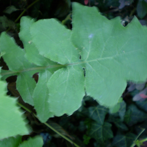 Common Sowthistle (Sonchus Oleraceus) Plant Care & How to Grow, Water