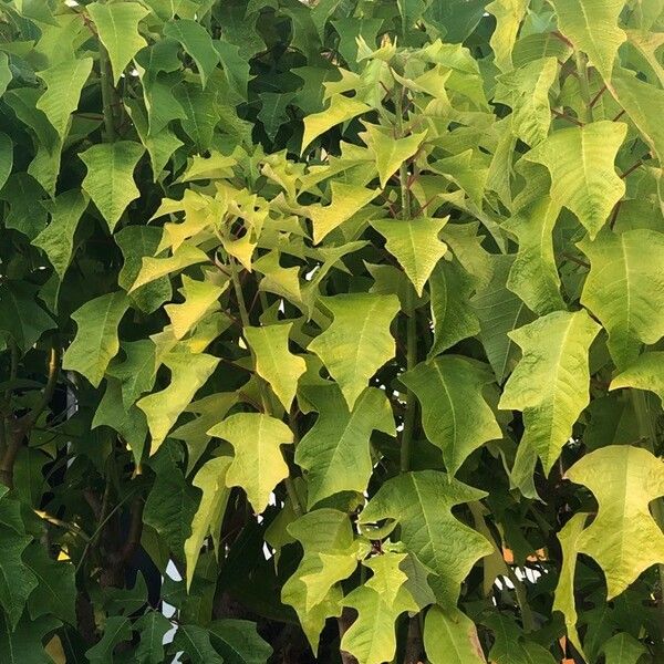 Sonchus Pendulus Plant Care & How to Grow, Water