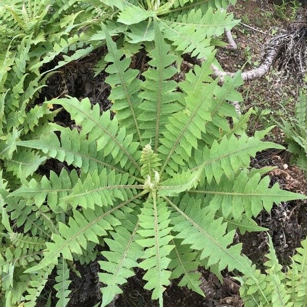 Wing-Leaved Sow-Thistle (Sonchus Pinnatus) Care Guide: Water, Soil ...