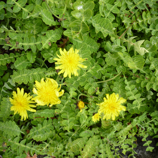 Sonchus Pustulatus Plant Care & How to Grow, Water