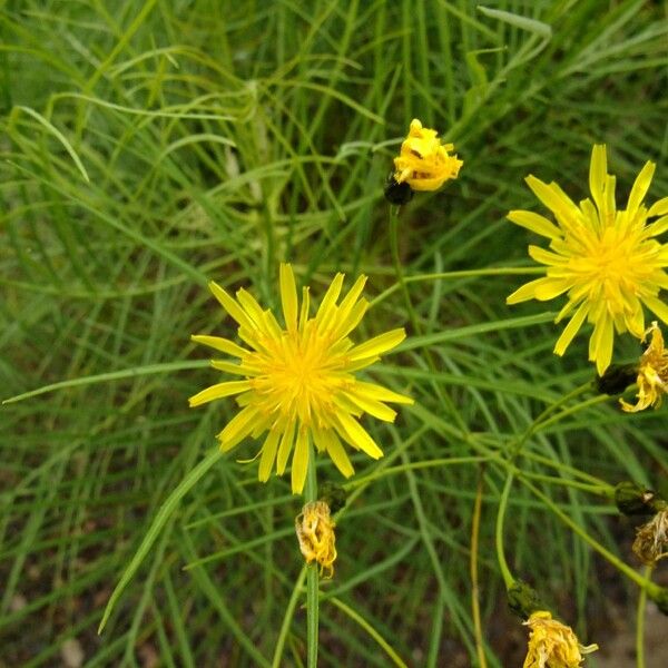 Sonchus Wildpretii Plant Care & How to Grow, Water