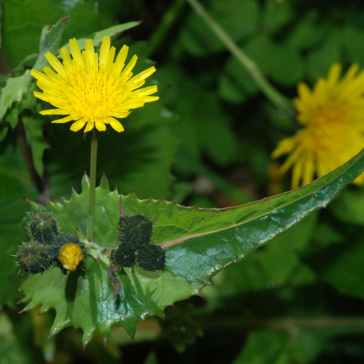 Sow Thistles (Sonchus) Plant Care & How to Grow, Water