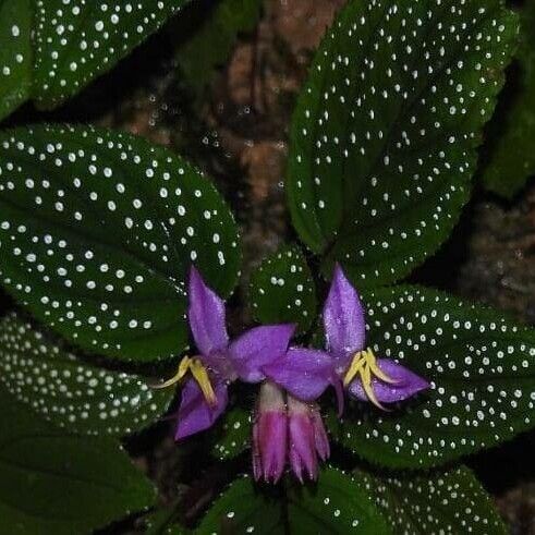 Sonerila Maculata Plant Care & How to Grow, Water