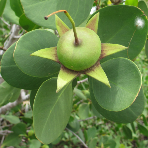 Apple Mangrove (Sonneratia Alba) Plant Care & How to Grow, Water