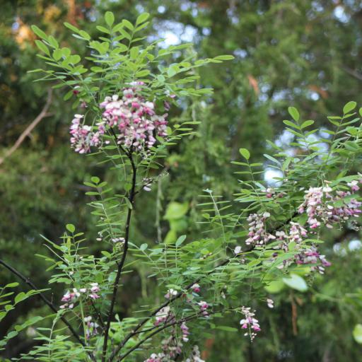 Sophora Affinis Plant Care & How to Grow, Water