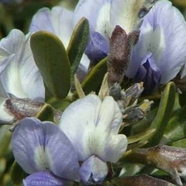 Sophora Arizonica Care Guide: Water, Soil & Propagation - Plantiary