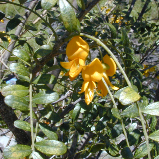 Mamani (Sophora Chrysophylla) Plant Care & How to Grow, Water