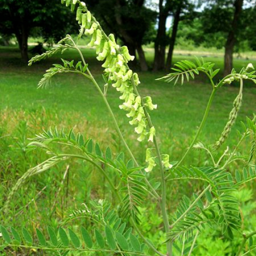 Shrubby Sophora (Sophora Flavescens) Plant Care & How to Grow, Water