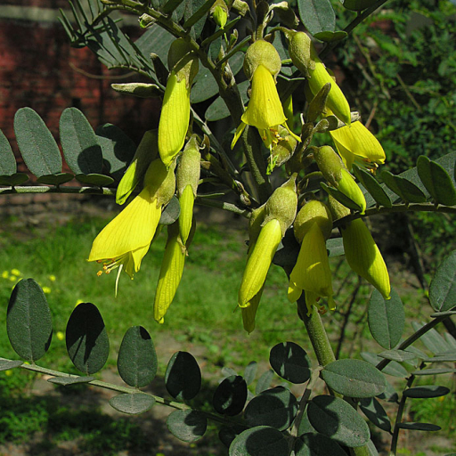 Mayú (Sophora Macrocarpa) Plant Care & How to Grow, Water