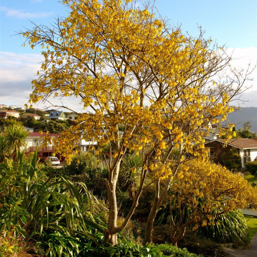 Small-leaved Kōwhai (Sophora Microphylla) Plant Care & How to Grow, Water