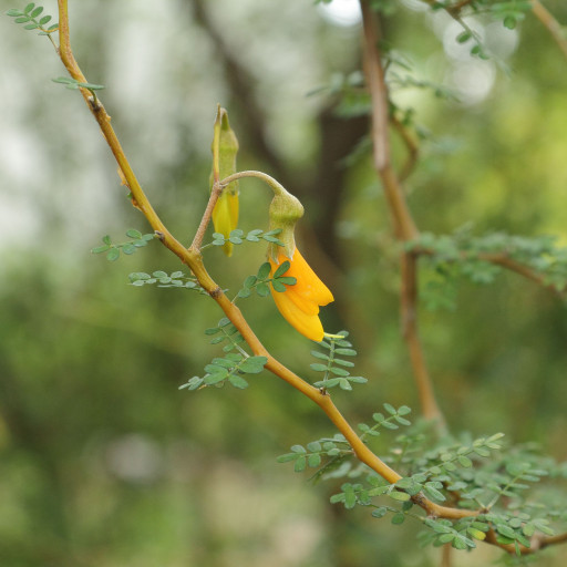 Dwarf Kōwhai (Sophora Prostrata) Plant Care & How to Grow, Water