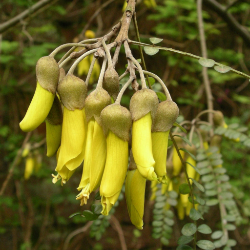 North Island Kowhai (Sophora Tetraptera) Plant Care & How to Grow, Water