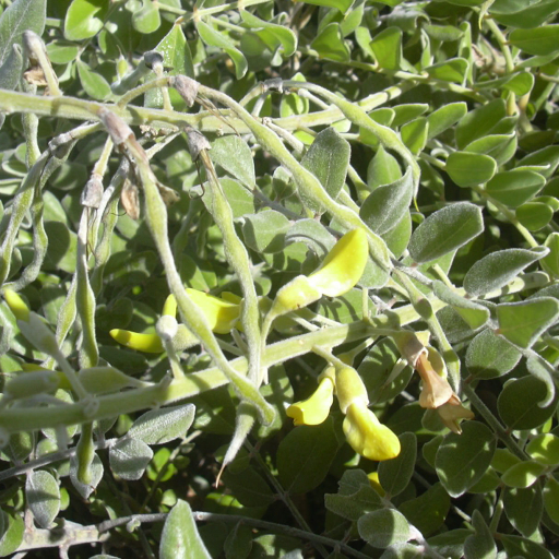 Necklacepod (Sophora Tomentosa) Plant Care & How to Grow, Water