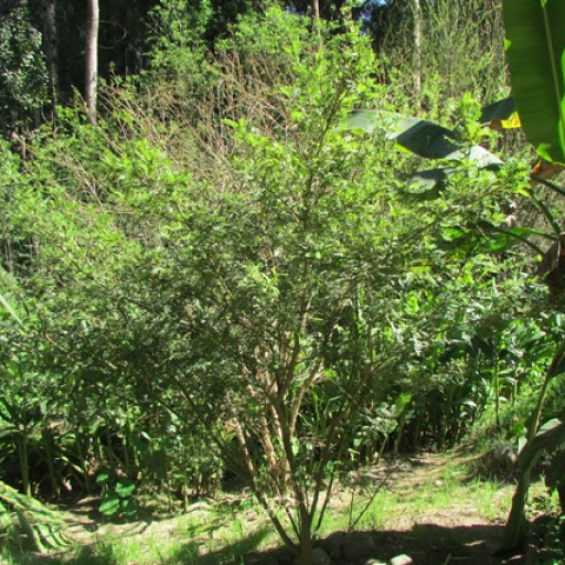 Toromiro (Sophora Toromiro) Plant Care & How to Grow, Water