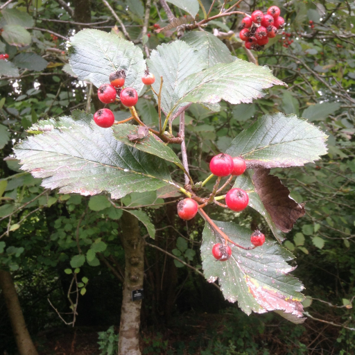 English Whitebeam (Sorbus Anglica) Plant Care & How to Grow, Water