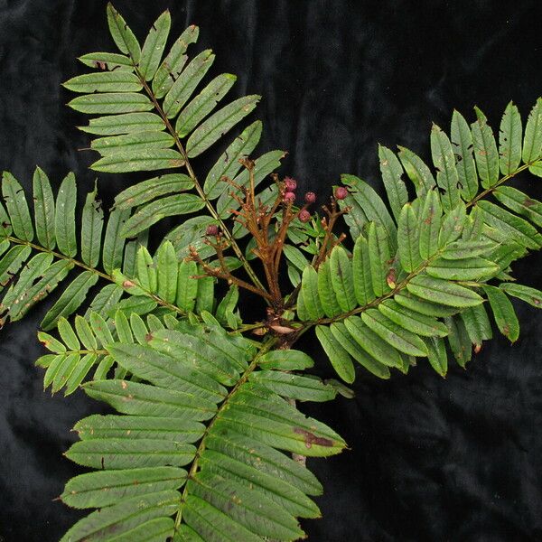 Sorbus Arachnoidea Plant Care & How to Grow, Water