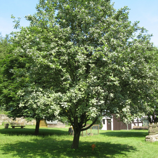 Whitebeam (Sorbus Aria) Plant Care & How to Grow, Water