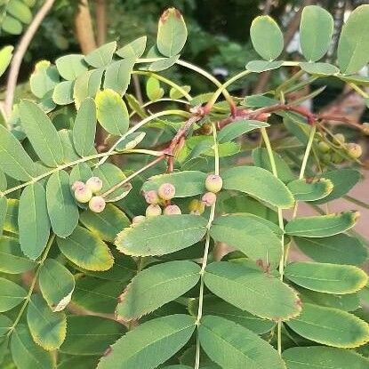 Sorbus Coxii Care Guide: Water, Soil & Propagation - Plantiary