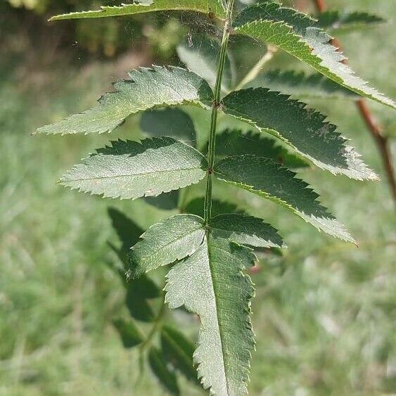Sorbus Forrestii Plant Care & How to Grow, Water