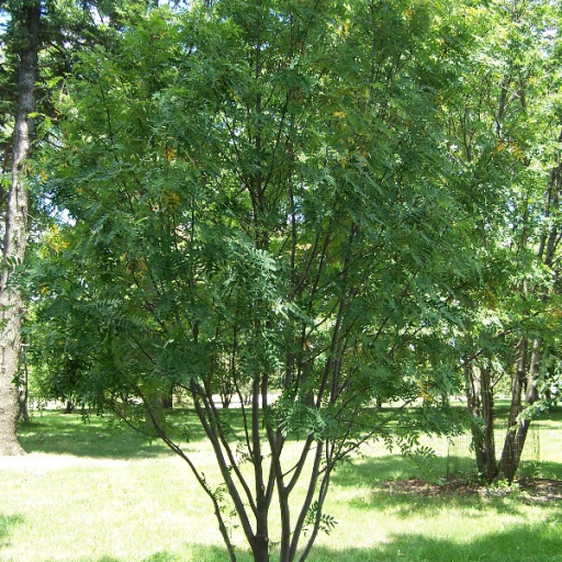 Hupeh Rowan (Sorbus Hupehensis) Plant Care & How to Grow, Water