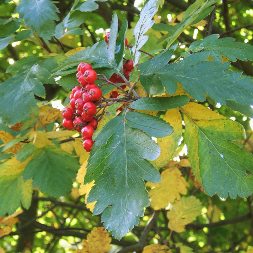Oakleaf Mountain Ash (Sorbus Hybrida) Plant Care & How to Grow, Water