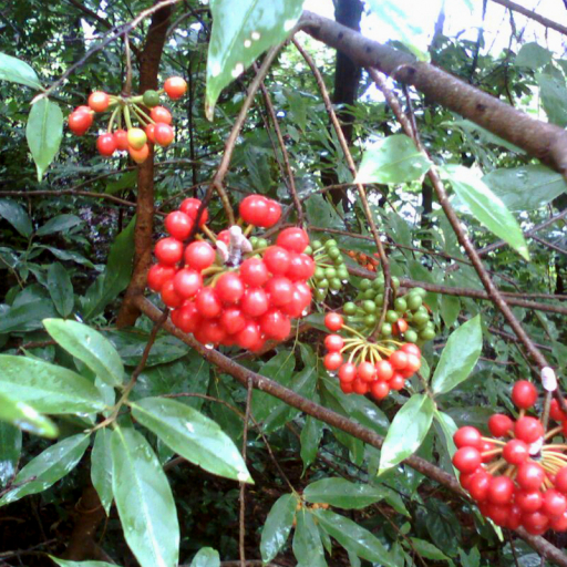 Sikkim Whitebeam (Sorbus Insignis) Plant Care & How to Grow, Water