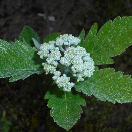 Sorbus Minima Plant Care & How to Grow, Water