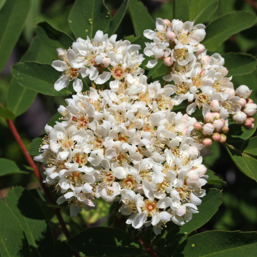 Sitka Mountain-ash (Sorbus Sitchensis) Plant Care & How to Grow, Water