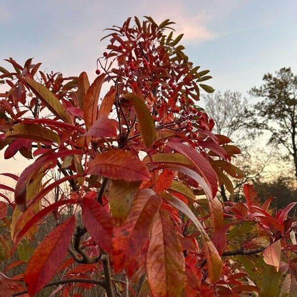Sorbus Splendens Plant Care & How to Grow, Water