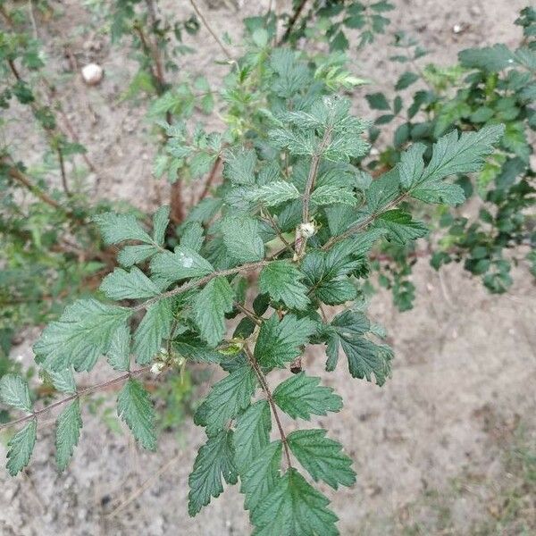 Sorbus Dacica (Sorbus X Dacica) Plant Care & How to Grow, Water