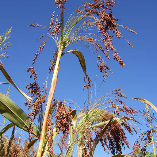 Wild Sorghum (Sorghum Arundinaceum) Plant Care & How to Grow, Water