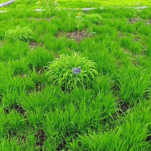 Garden Cress (Lepidium Sativum) Plant Care & How to Grow, Water