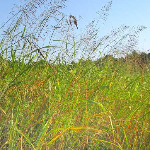 Johnsongrass (Sorghum Halepense) Plant Care & How to Grow, Water