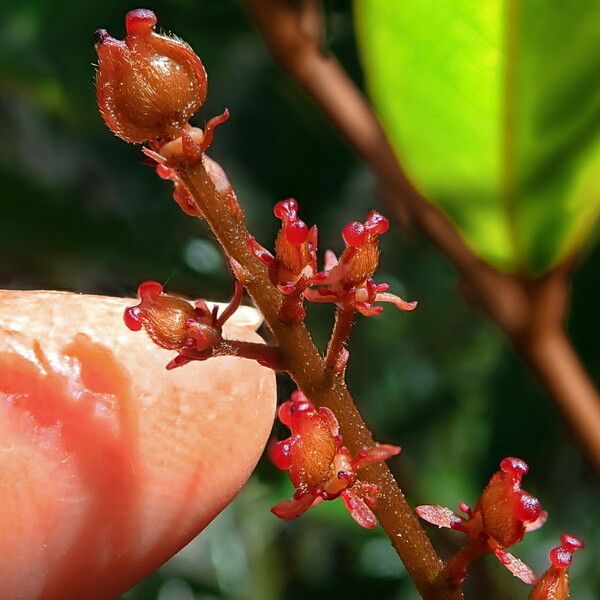 Soulamea Trifoliata Plant Care & How to Grow, Water