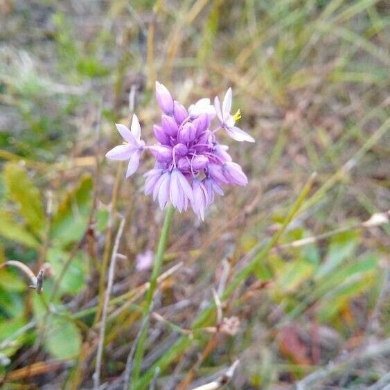 Rush Lily (Sowerbaea Juncea) Plant Care & How to Grow, Water