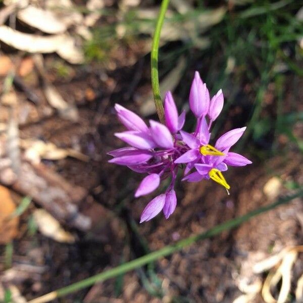 Purple Tassels (Sowerbaea Laxiflora) Plant Care & How to Grow, Water