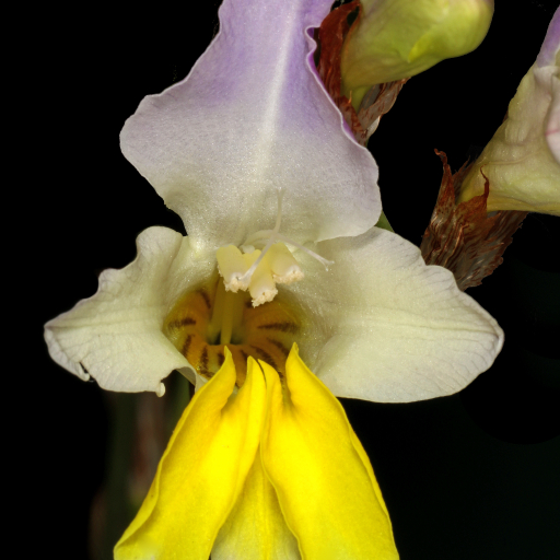 Sparaxis Auriculata Plant Care & How to Grow, Water