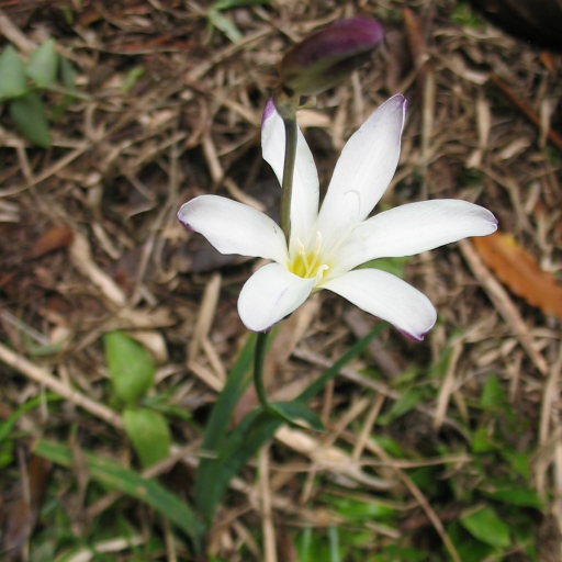 Harlequin-Flower (Sparaxis Bulbifera) Plant Care & How to Grow, Water