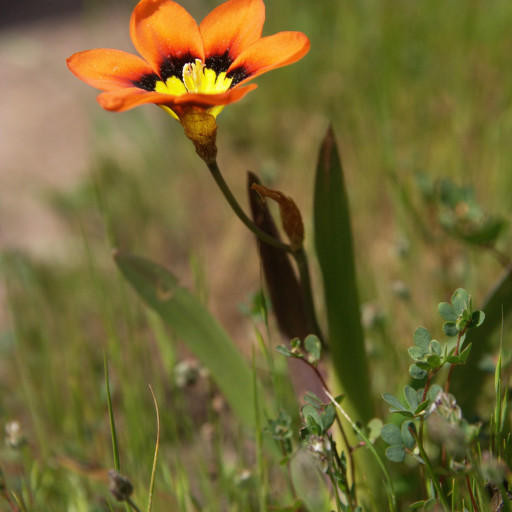 Harlequin Flower (Sparaxis Tricolor) Plant Care & How to Grow, Water