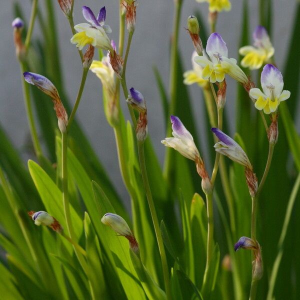 Sparaxis Variegata Plant Care & How to Grow, Water